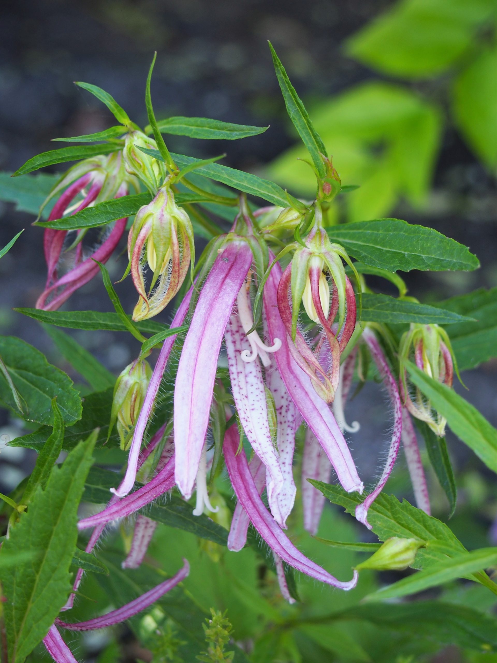 Campanula Pink Octopus. Perennials for Sale.Letsgoplanting.co.uk