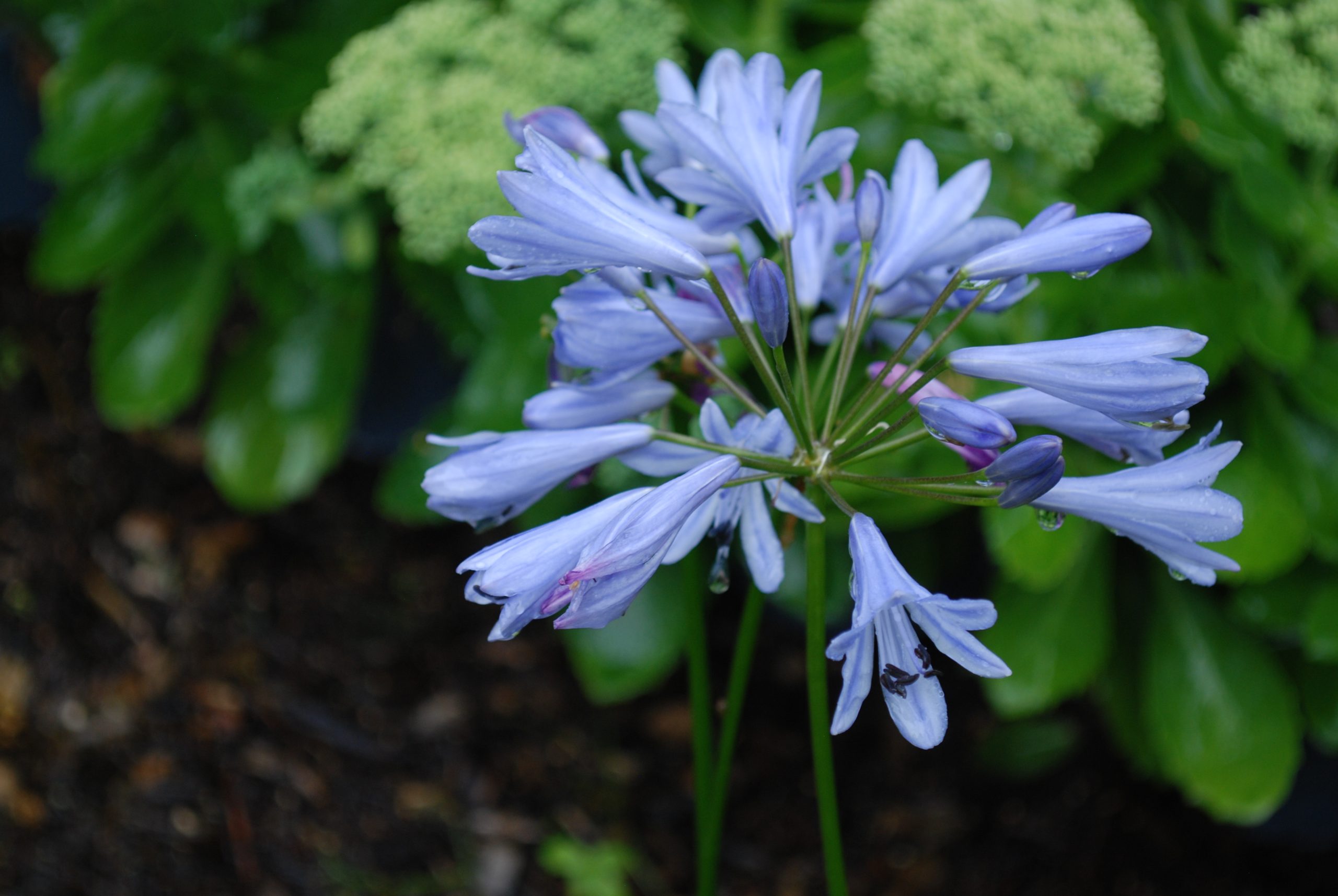 Agapanthus Streamline. Perennials for Sale.Letsgoplanting.co.uk
