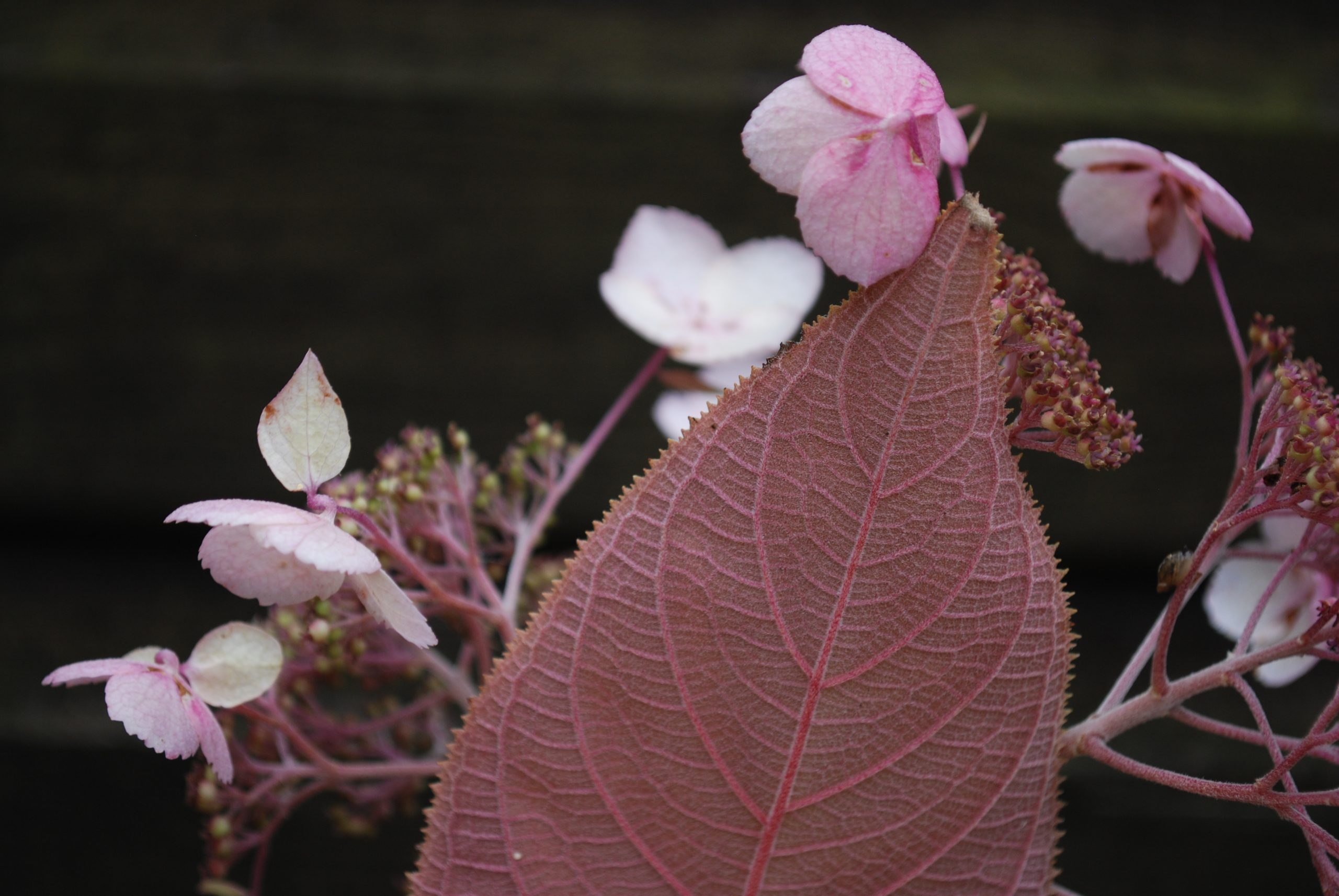 Hydrangea Hot Chocolate. Shrubs for Sale. Letsgoplanting.co.uk.