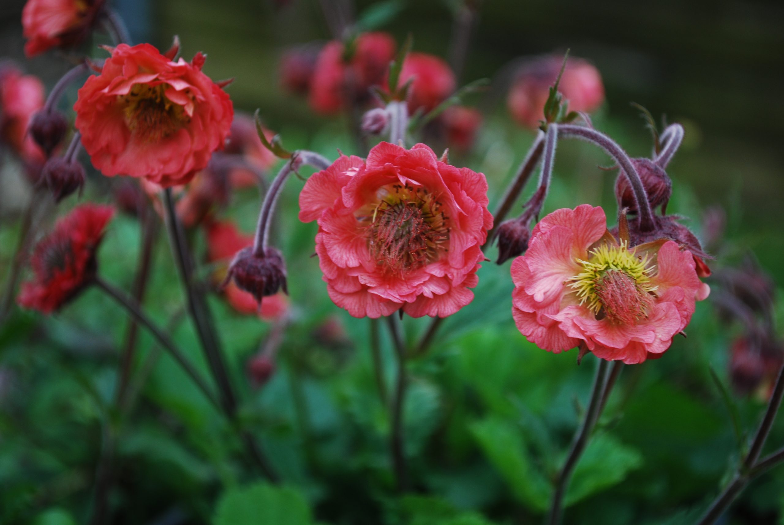 Geum Pink Petticoats. Perennials for Sale . Letsgoplanting.co.uk