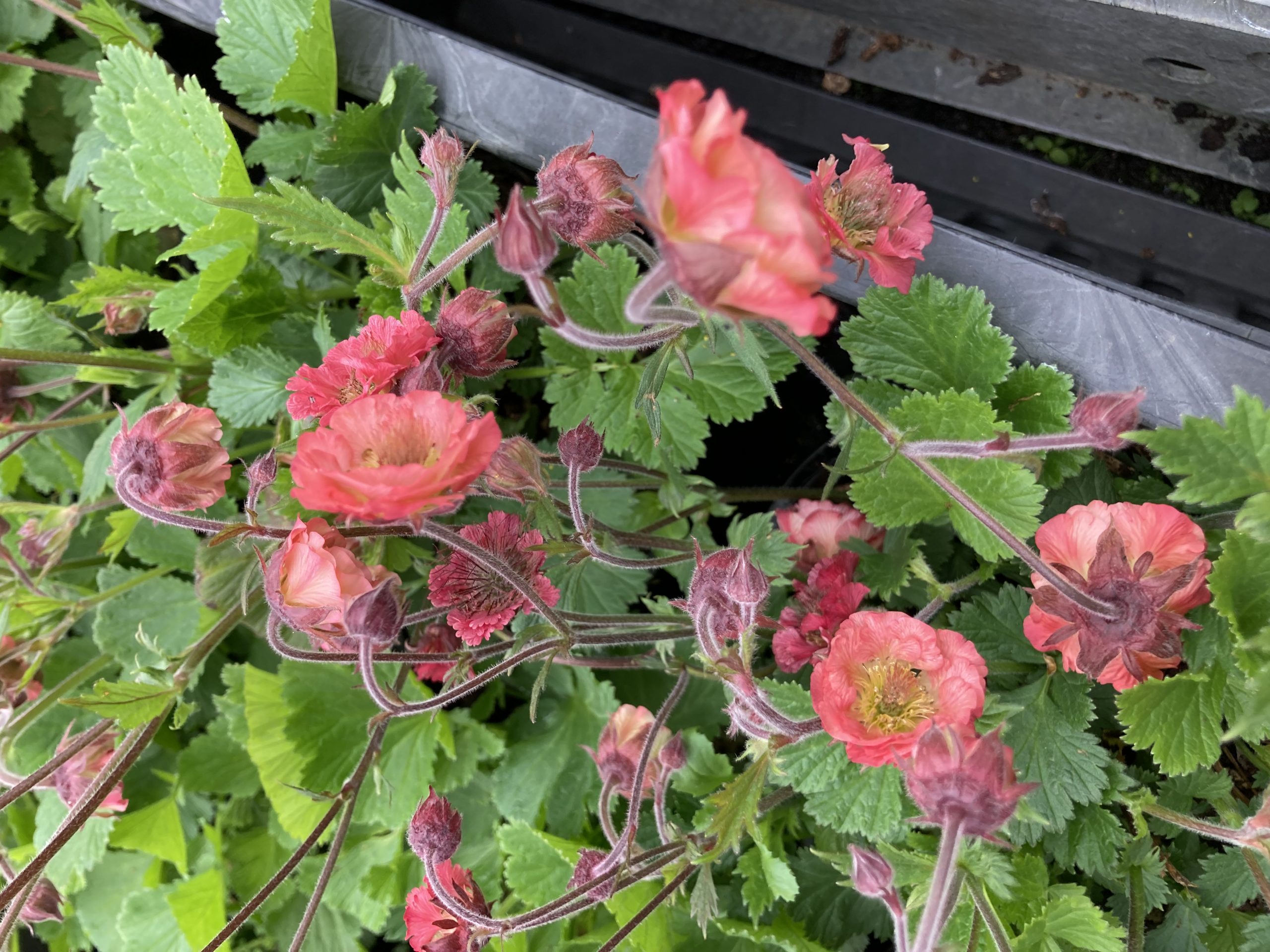 Geum Pink Petticoats. Perennials for Sale . Letsgoplanting.co.uk