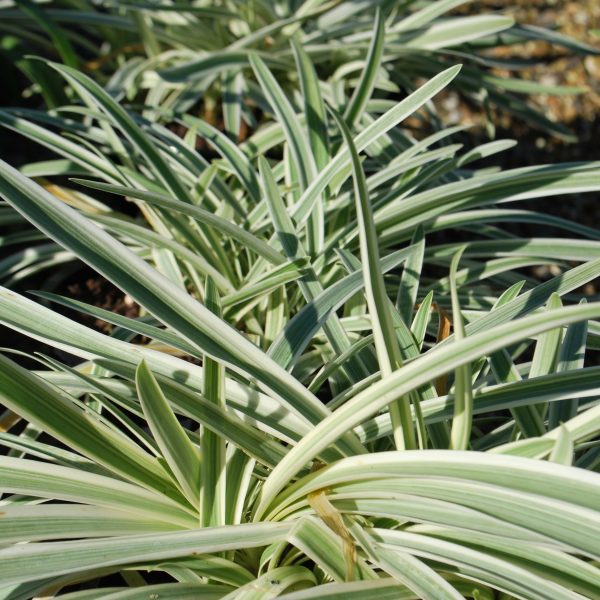 Agapanthus Tinkerbell. Perennials for Sale. Letsgoplanting.co.uk