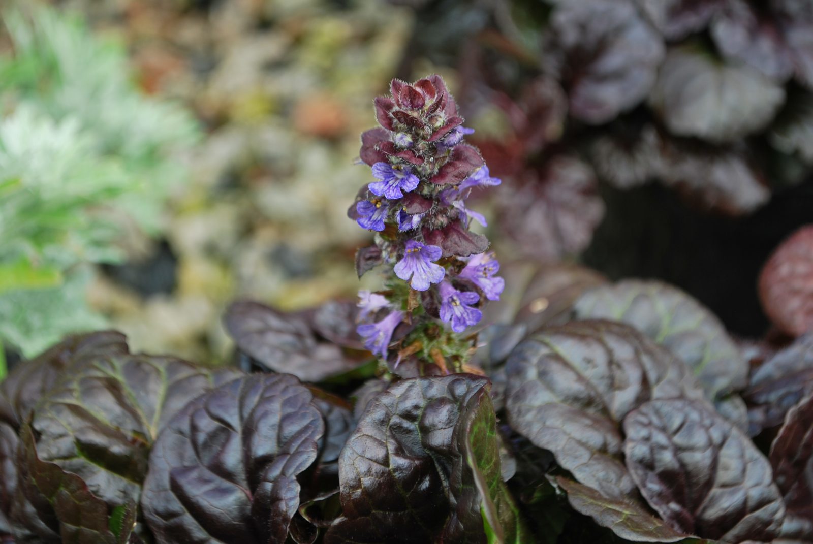 Ajuga Black Scollop. Perennials for Sale uk. Letsgoplanting.co.uk