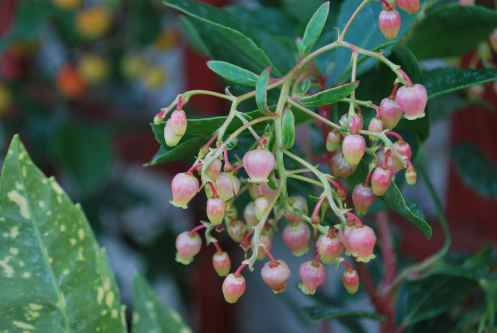 Arbutus Unedo Rubra. Garden Shrubs for Sale UK . Letsgoplanting.co.uk