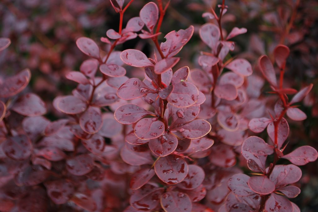 Berberis Red Pillar. Garden Shrubs for Sale. Letsgoplanting.co.uk