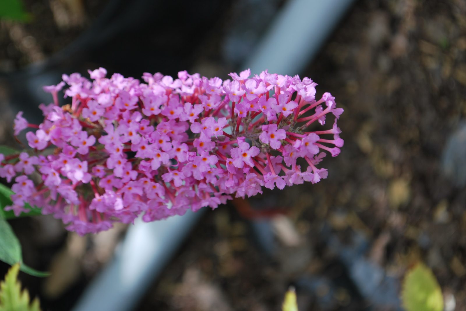 Buddleja Pink Delight. Shrubs for Sale. Letsgoplanting.co.uk
