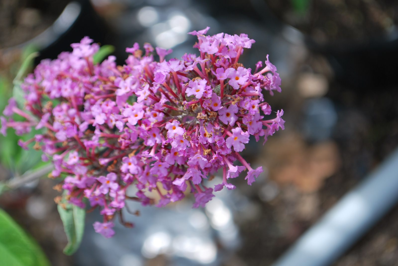 Buddleja Pink Delight. Shrubs for Sale. Letsgoplanting.co.uk