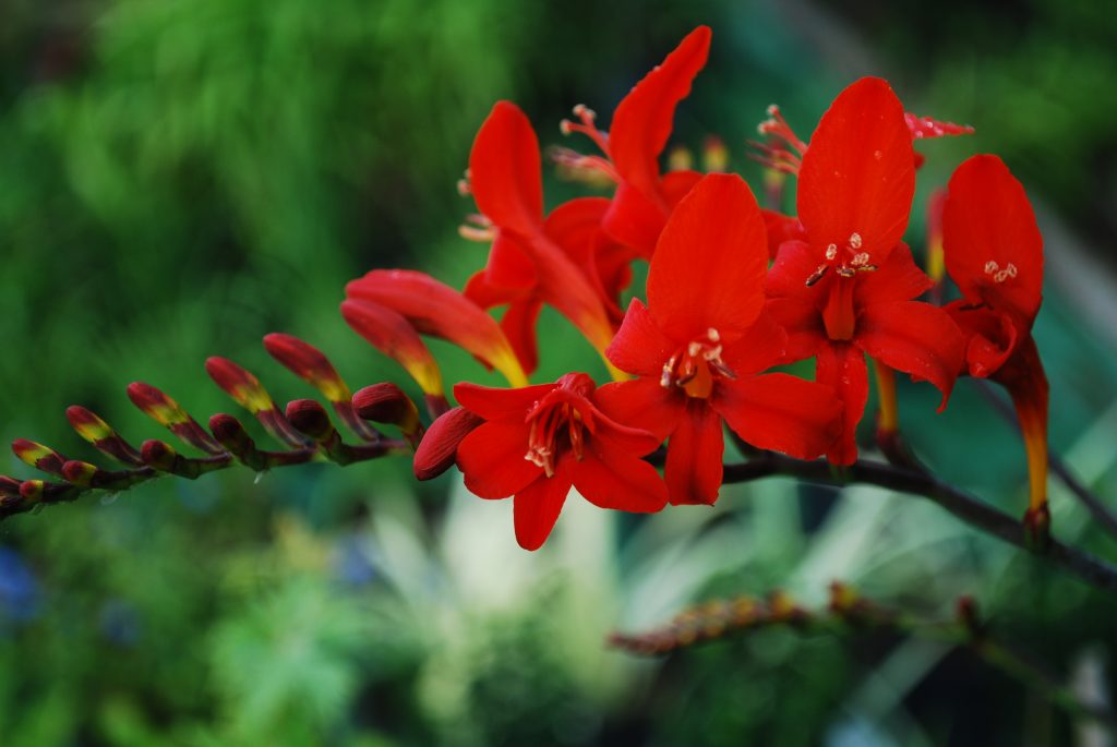 Crocosmia Lucifer. Perennials for Sale UK . Letsgoplanting .co.uk