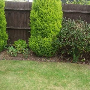 Juniperus Old Gold - Let's Go Planting
