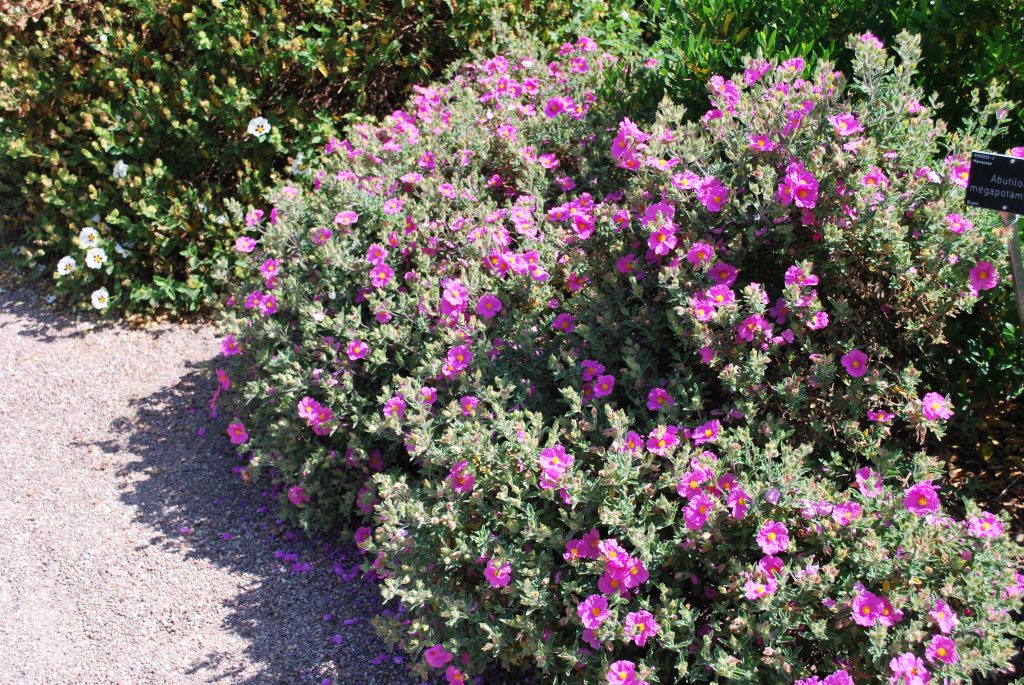 Cistus Sunset. Garden Shrubs for Sale UK. Letsgoplanting.co.uk