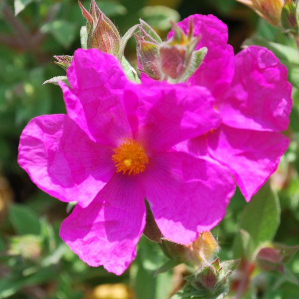 Cistus Sunset. Garden Shrubs for Sale UK. Letsgoplanting.co.uk