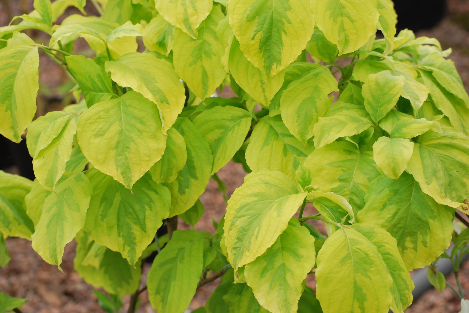 Cornus Florida Rainbow. Shrubs for Sale UK. Letsgoplanting.co.uk