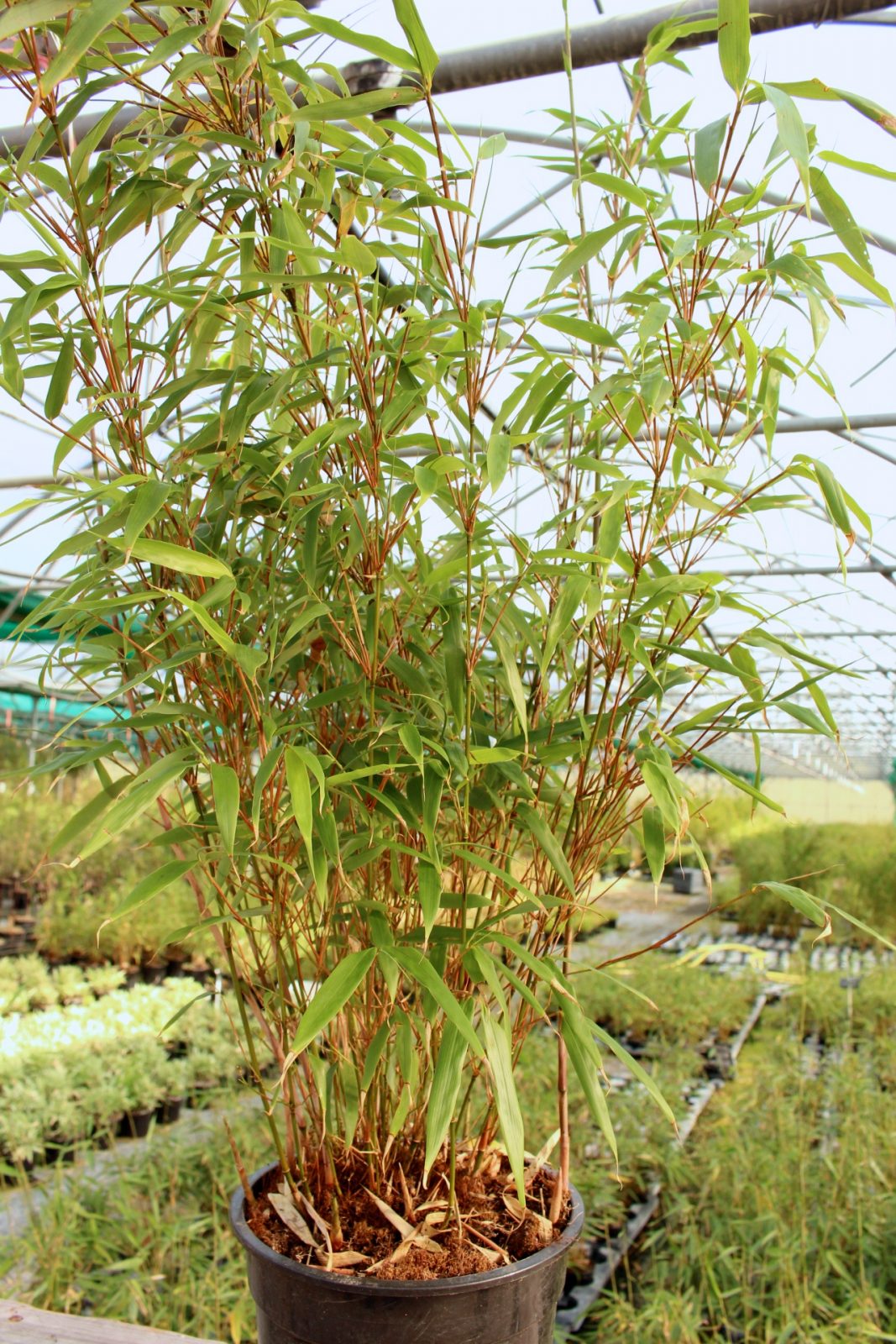Fargesia Rufa Garden Bamboo For Sale UK Letsgoplanting co uk