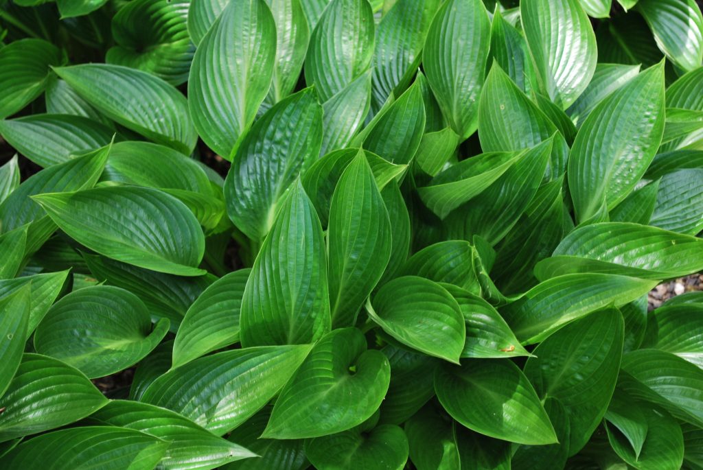 Hosta Devon Green. Perennials for Sale UK. Letsgoplanting.co.uk