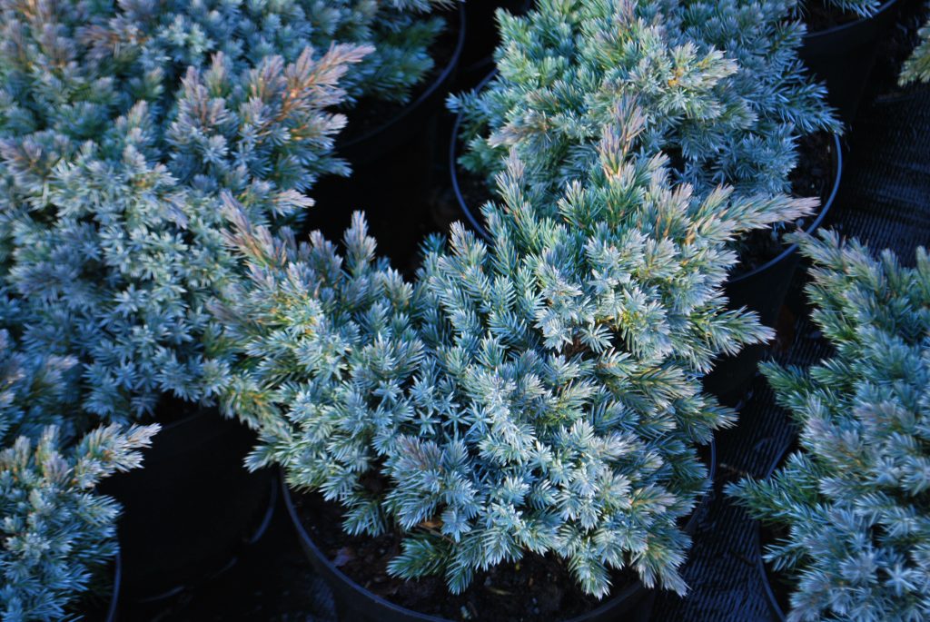 Juniperus Blue Star. Conifers for Sale UK. Letsgoplanting.co.uk