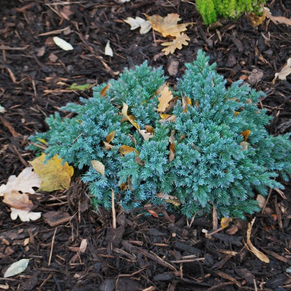 Juniperus Blue Star. Conifers for Sale UK. Letsgoplanting.co.uk