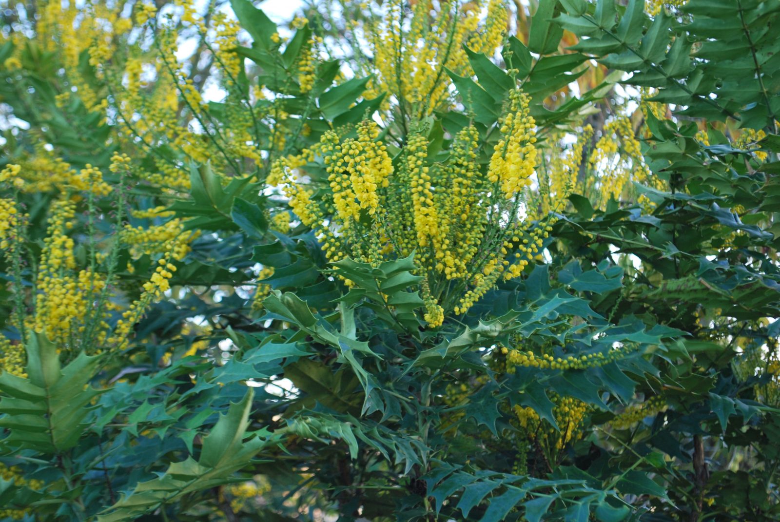 Mahonia Charity. Garden Shrubs for Sale UK. Letsgoplanting.co.uk