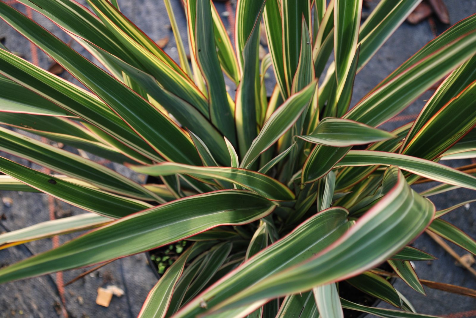 Phormium Tricolor. Shrubs for Sale UK. Letsgoplanting.co.uk