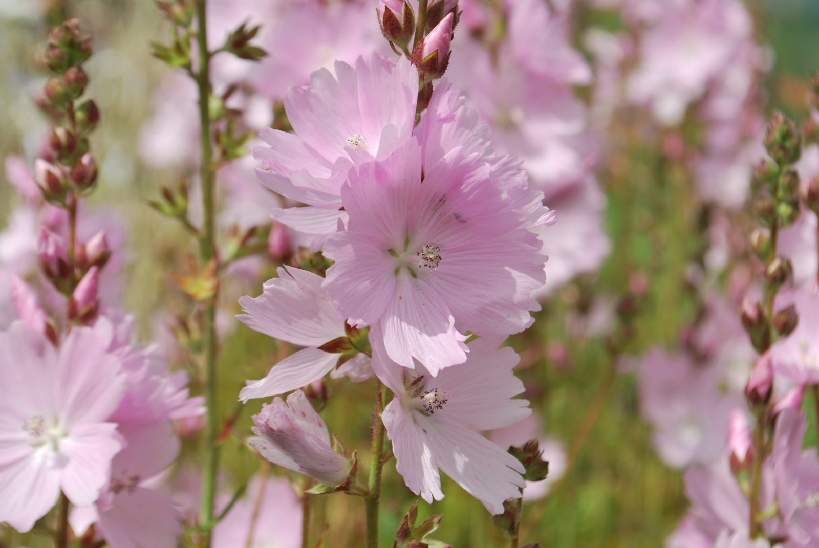 Sidalcea Elsie Heugh. Perennials for Sale. Letsgoplanting.co.uk