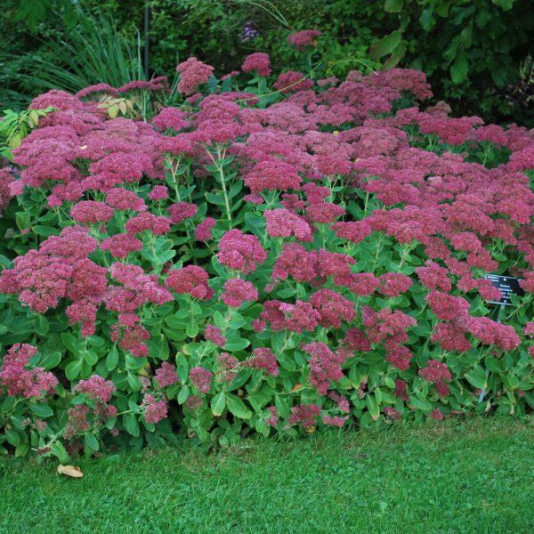 Sedum Spectabile Brilliant.Perennials for Sale.Letsgoplanting.co.uk
