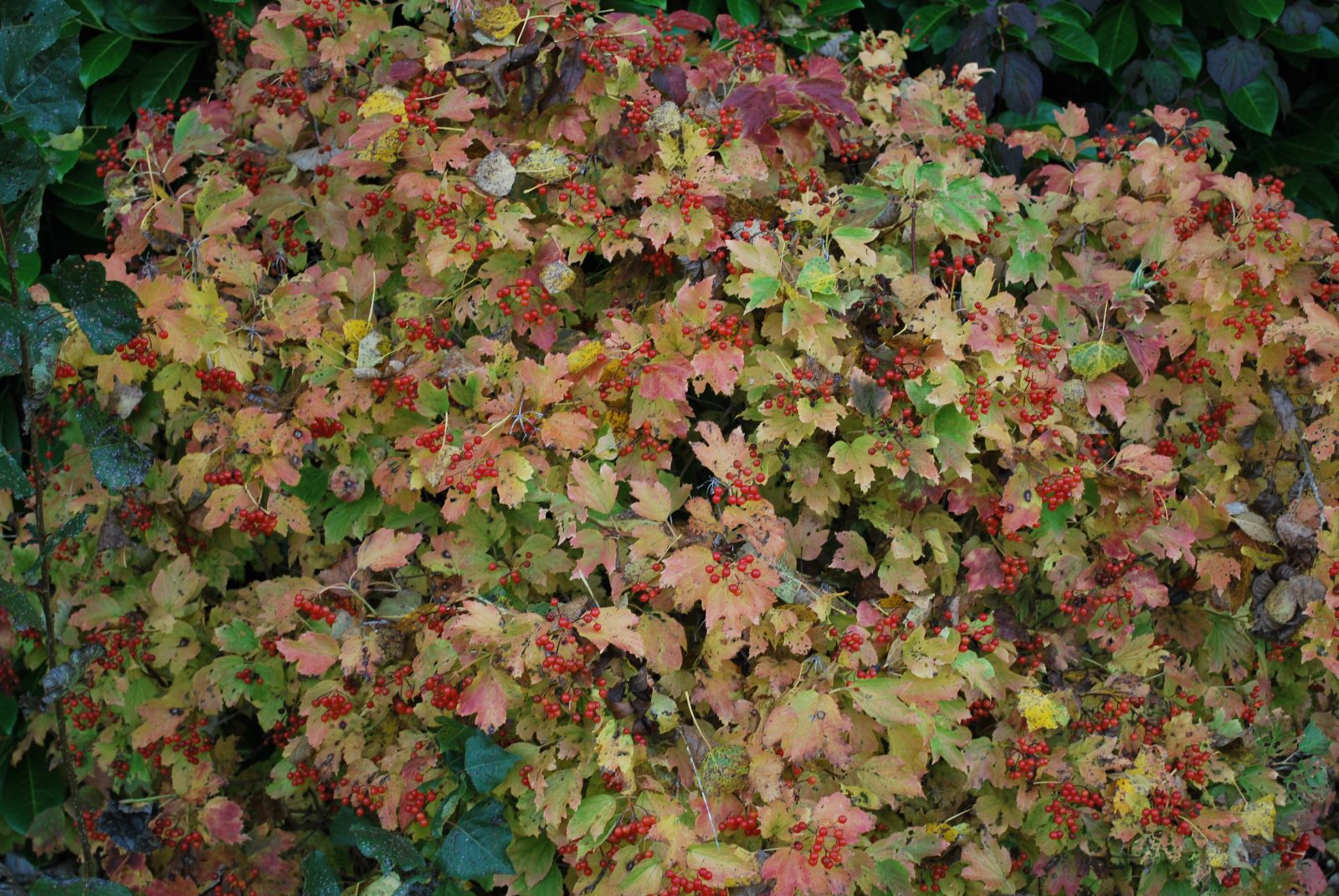 Viburnum Opulus Compactum. Shrubs for Sale UK. Letsgoplanting.co.uk