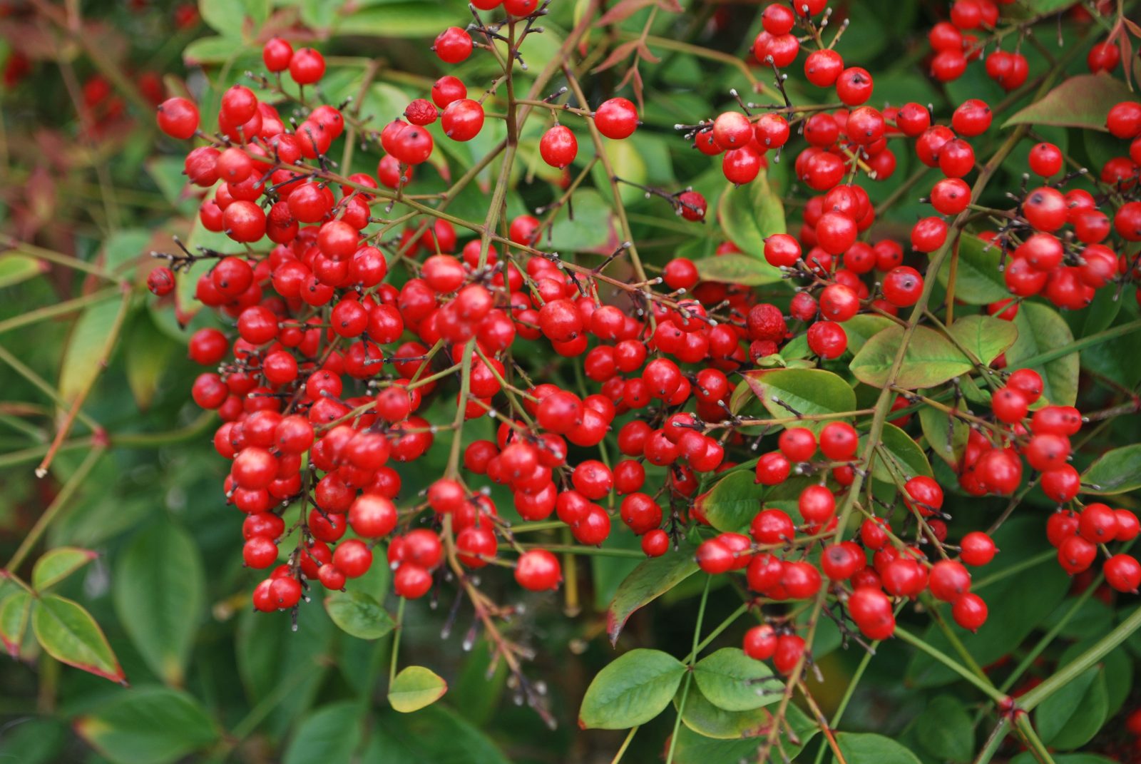 Nandina Plant