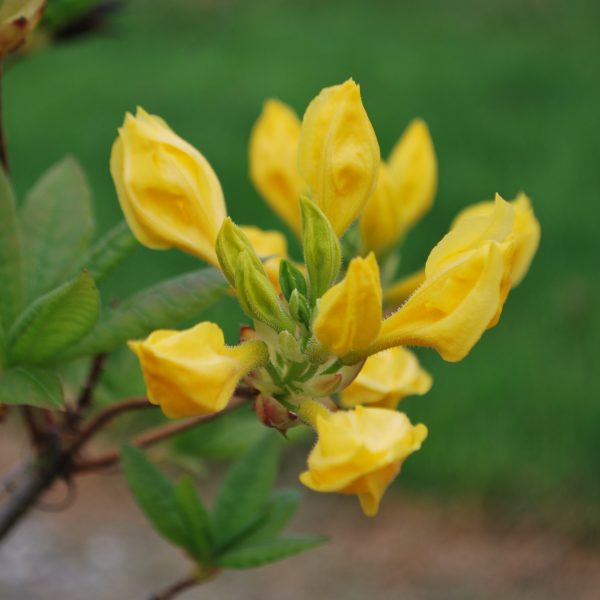 Azalea Luteum. Shrubs for Sale UK. Letsgoplanting.co.uk