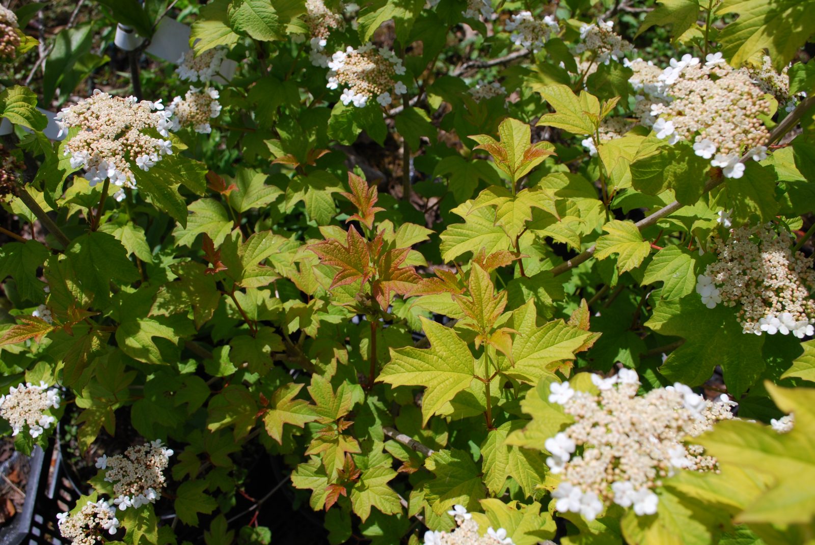 Viburnum Opulus Compactum. Shrubs for Sale UK. Letsgoplanting.co.uk