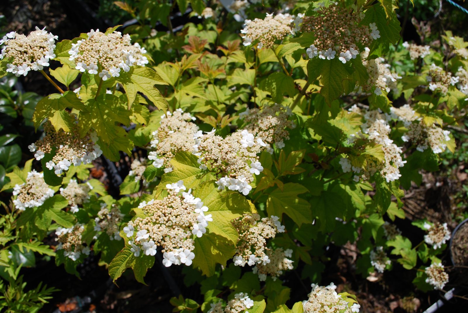Viburnum Opulus Compactum. Shrubs for Sale UK. Letsgoplanting.co.uk