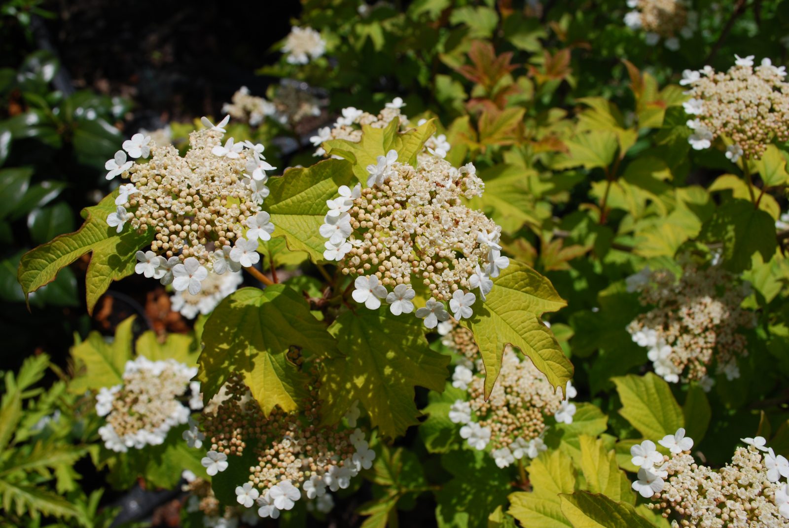 Viburnum Opulus Compactum. Shrubs for Sale UK. Letsgoplanting.co.uk